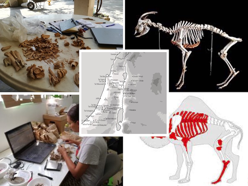 Subsistence in the Levant, Killer Sheep Goats, and Gender Equity with ...